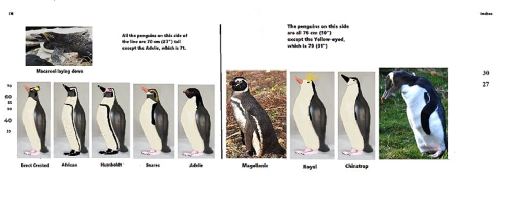 Penguins of the World - Birdtripper
